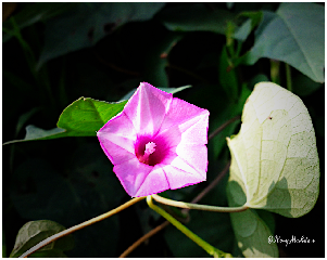 Bunga Rumput Liar | fotokamerahp
