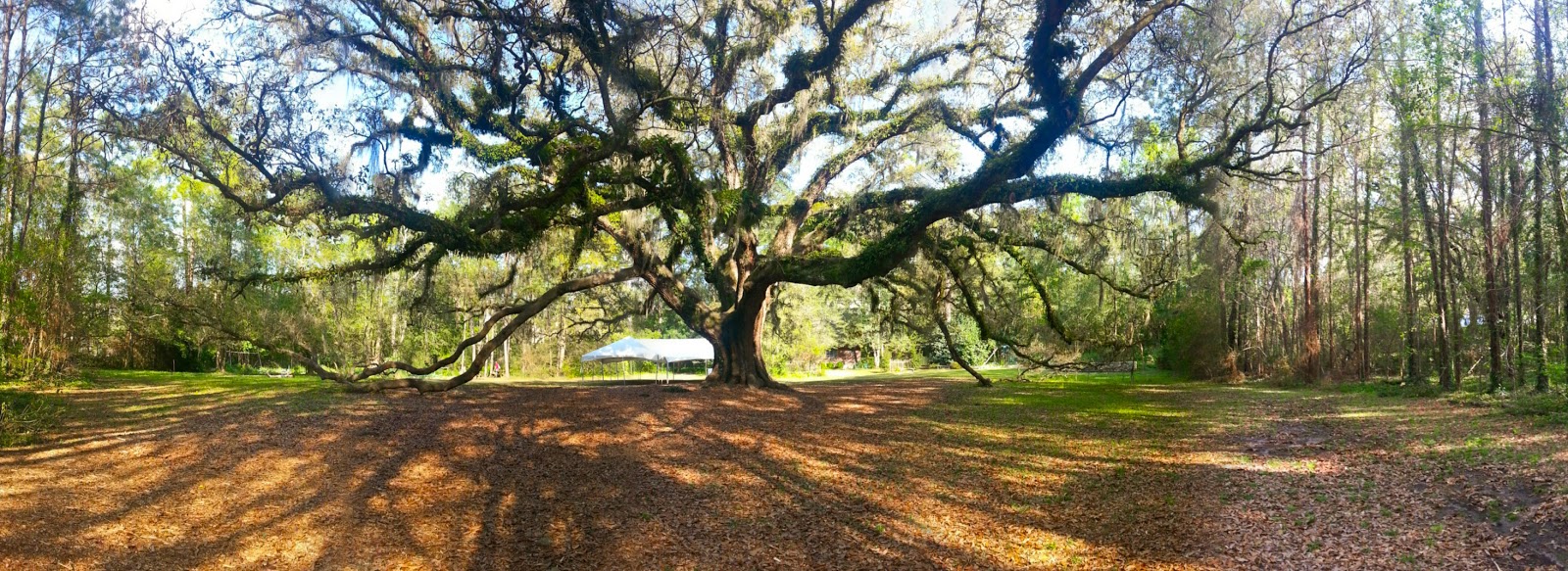 hectoradventures: Lichgate on High Road (Tallahassee, FL)