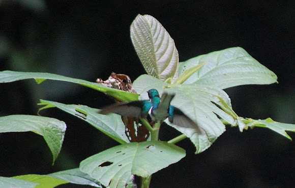 Purple-crowned Fairy Hummingbird | Project Noah