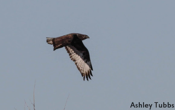 Harlan's Hawk | Project Noah