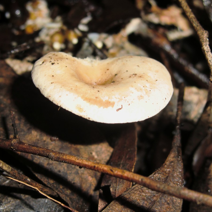 Funnel Cap | Project Noah
