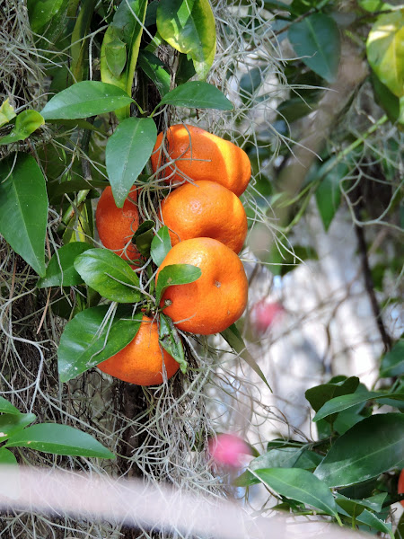 Tangerine | Project Noah