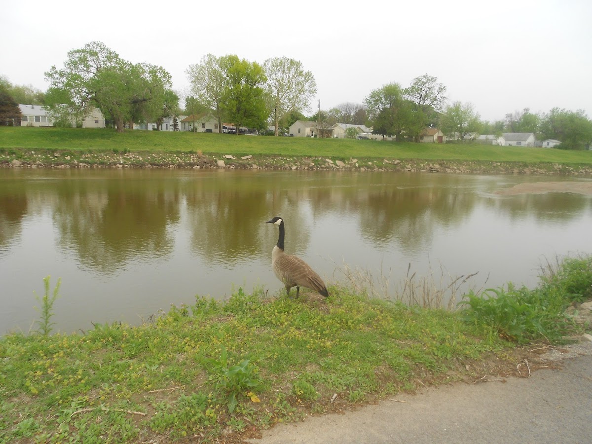 Canadian Goose | Project Noah
