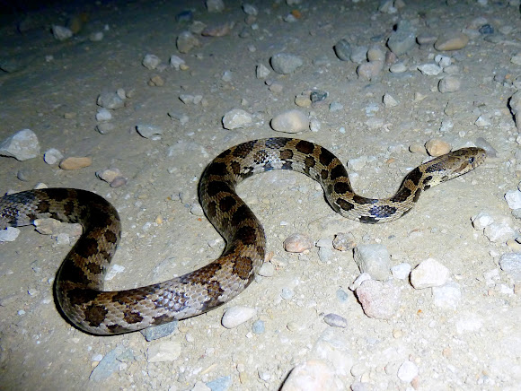 Western Fox Snake | Project Noah