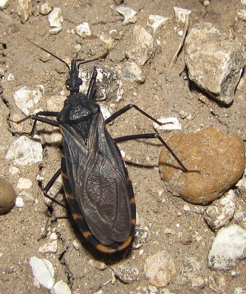 Blood-sucking conenose | Project Noah