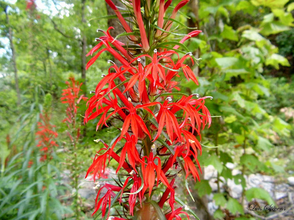 Wild Cardinal Flower | Project Noah
