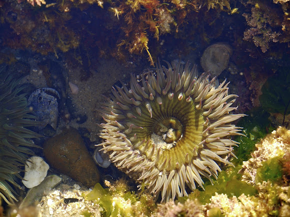 Aggregating Anemone | Project Noah