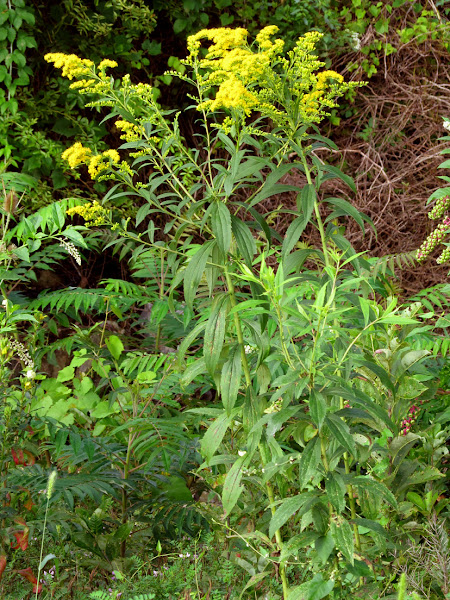 Tall Goldenrod | Project Noah