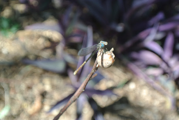 Blue-fronted Dancer damselfly (female) | Project Noah