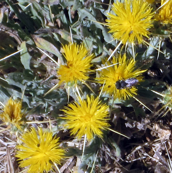 Yellow Cock Spur | Project Noah