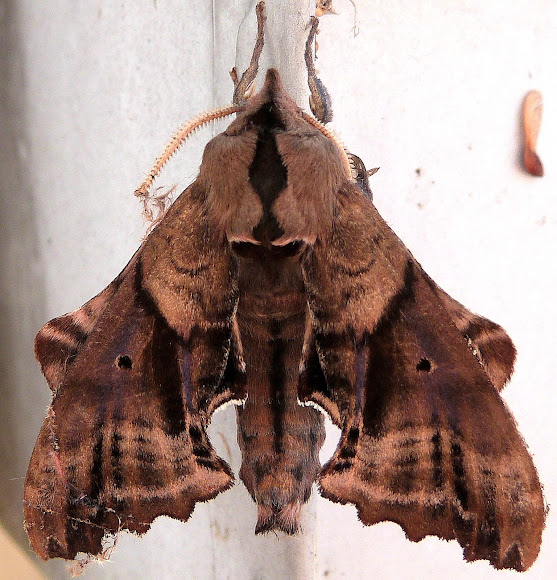 Blinded Sphinx Moth | Project Noah
