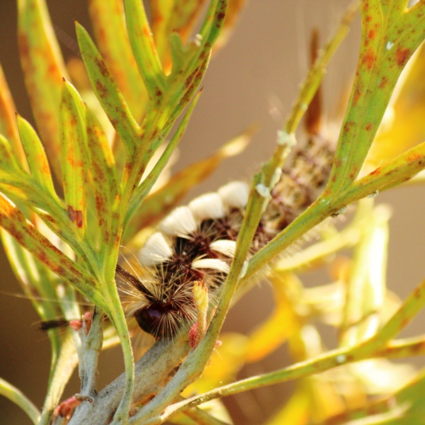 Painted Apple Moth Caterpillar | Project Noah