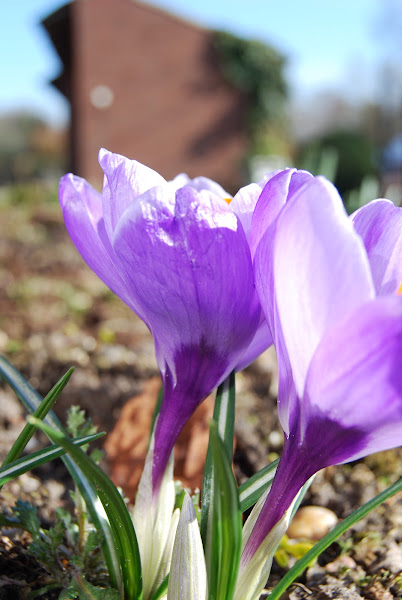Wilde krokus/ Wild Crocus | Project Noah