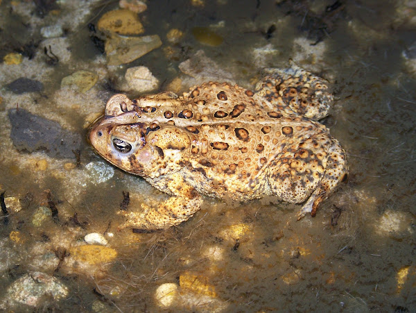 American Toad | Project Noah