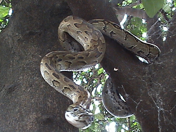 Piton de las Rocas | Project Noah