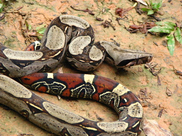 red tailed boa | Project Noah