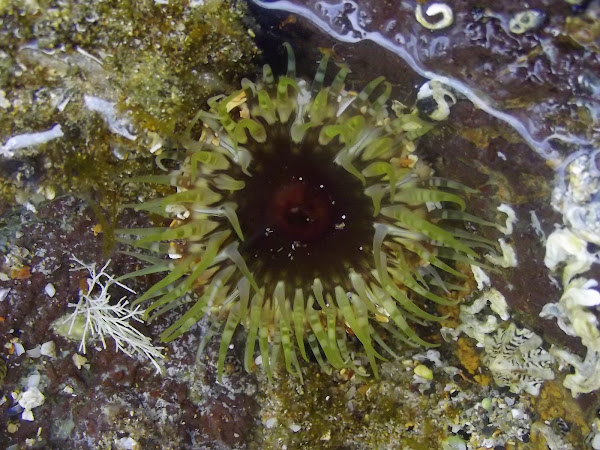 Sand anemone (Speckled anemone) | Project Noah