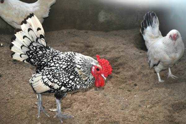 Silver Sebright Bantam Hen | Project Noah