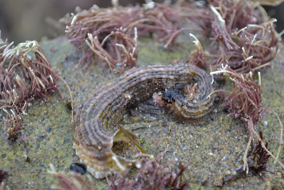Scaly Tube Snail? | Project Noah