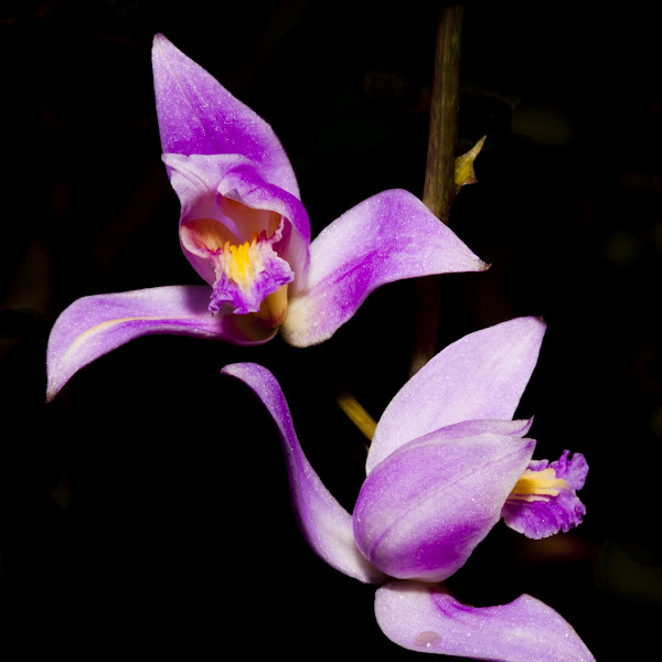 Florida Orchids | Project Noah