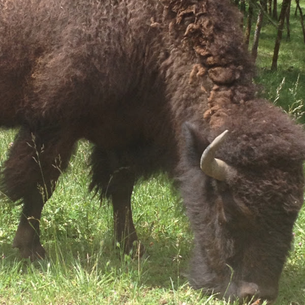 American bison | Project Noah