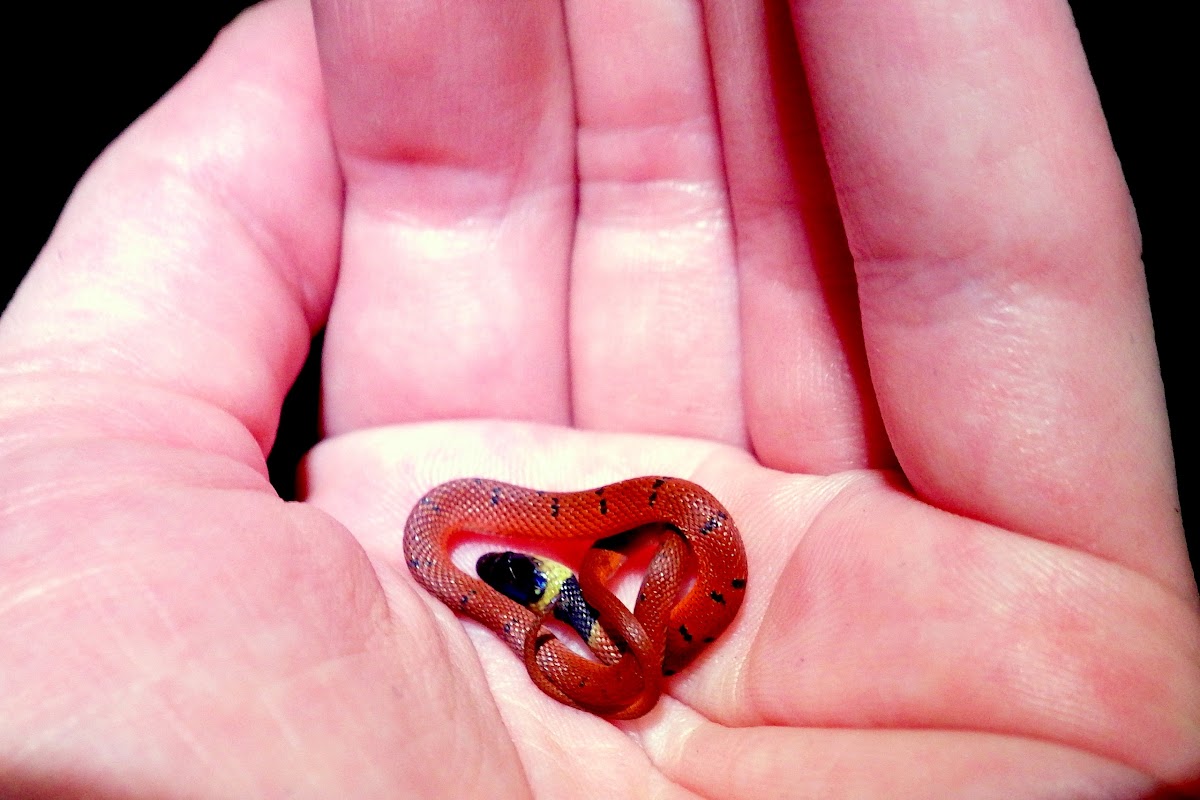 Redback Coffee Snake | Project Noah
