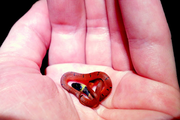 Redback Coffee Snake | Project Noah