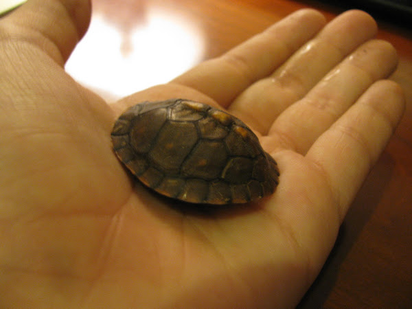 Eastern Box Turtle (Hatchling) | Project Noah