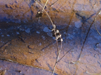 Iron Bacteria | Project Noah