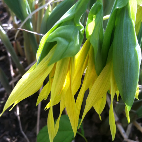 Sessile Bellwort, wild oats | Project Noah