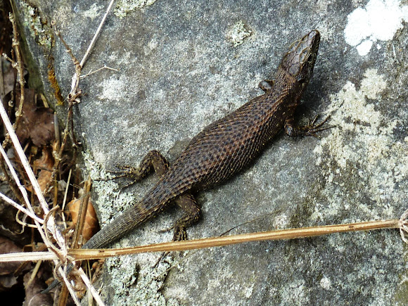 Blue-throated Keeled Lizard / Mrki ljuskavi gušter | Project Noah