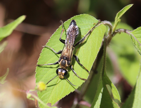 Digger Wasp | Project Noah