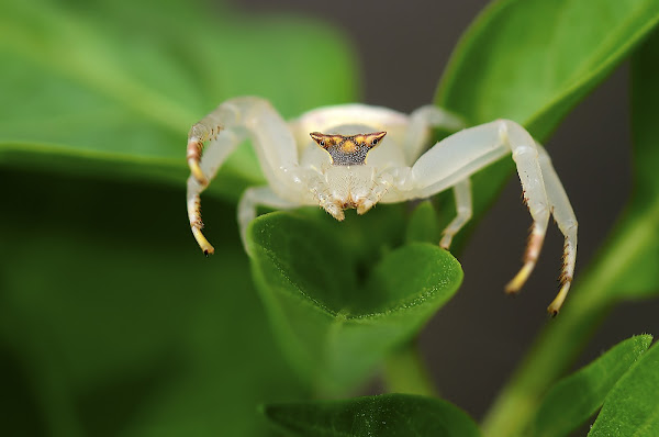White Crab Spider female | Project Noah