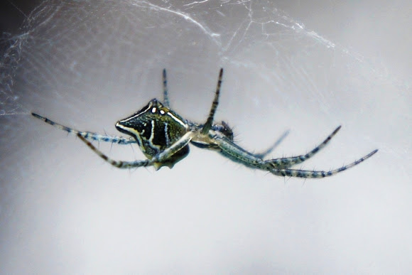 Tent Web Spider | Project Noah