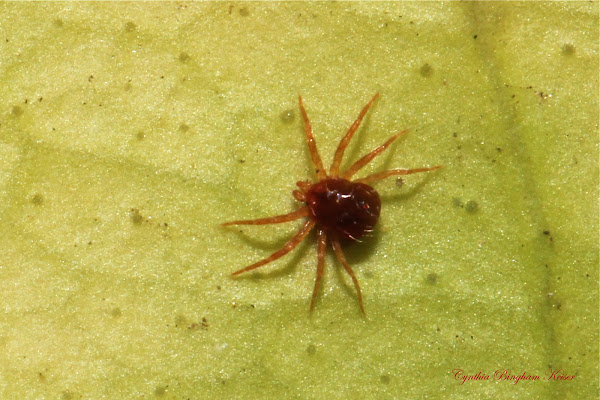 Whirligig Mite | Project Noah