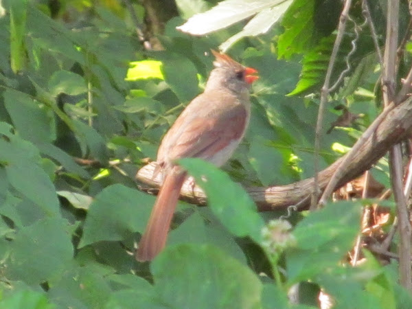 Northern Cardinal | Project Noah