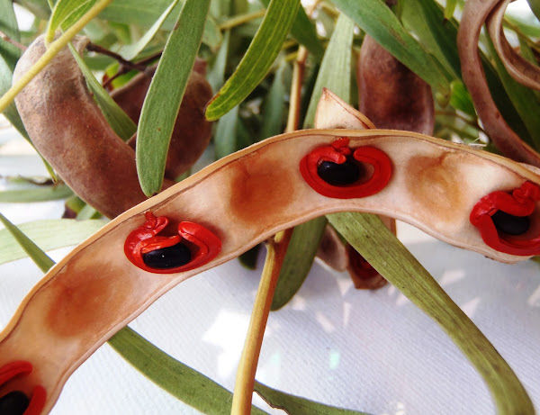 Acacia cyclops | Project Noah