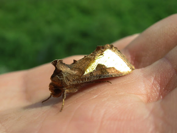 Golden Plusia | Project Noah