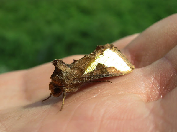 Golden Plusia | Project Noah