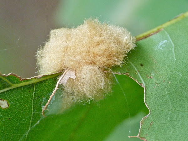 Fuzzy oak gall wasp | Project Noah