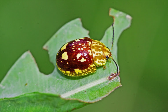 Spotted Paropsine Beetle - Paropsis maculata | Project Noah