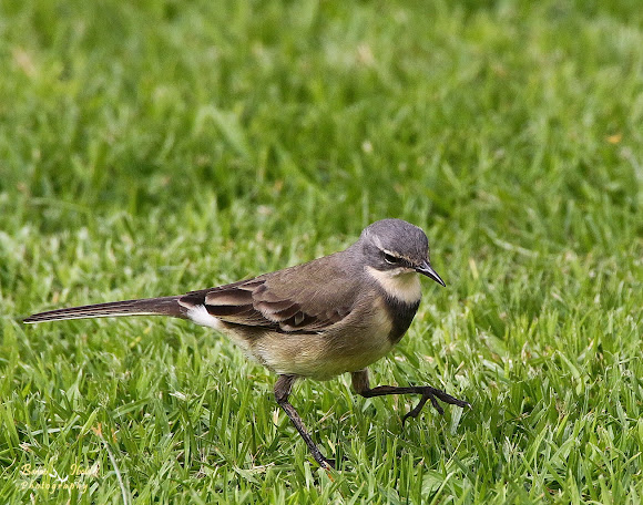 Cape wagtail | Project Noah