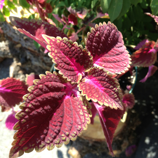 Maroon Coleus | Project Noah