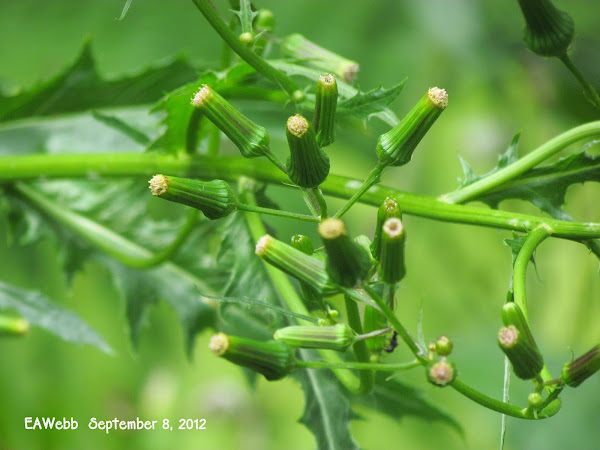 American Burnweed | Project Noah