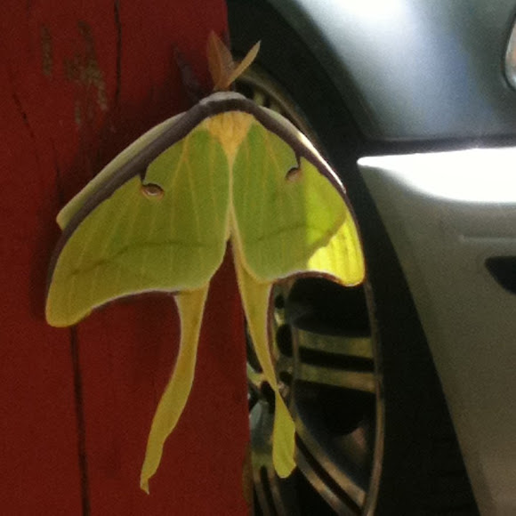 Luna moth | Project Noah