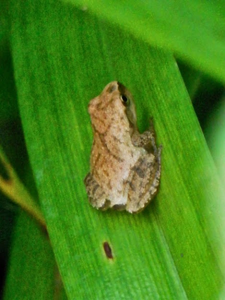 Spring Peeper | Project Noah