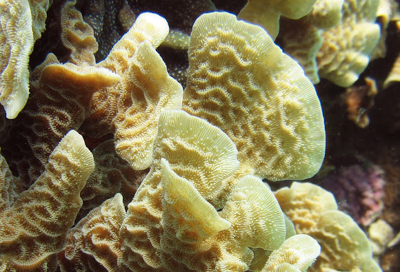 Thin Leaf Lettuce Coral | Project Noah