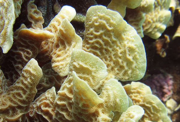 Thin Leaf Lettuce Coral | Project Noah