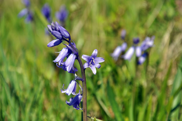 bluebells | Project Noah