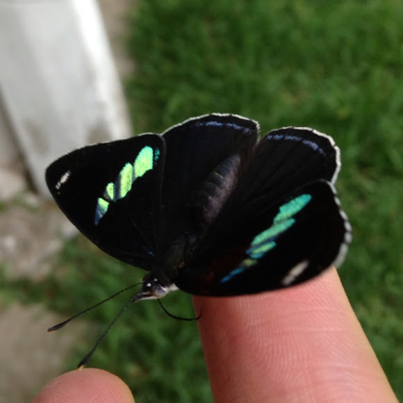 88 butterfly, anna's eighty eight | Project Noah